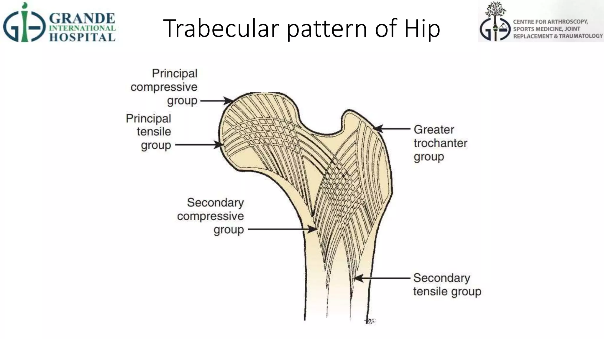 Hip - Anatomy and Biomechanics | PPTX