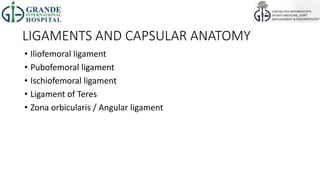 Hip - Anatomy and Biomechanics | PPTX