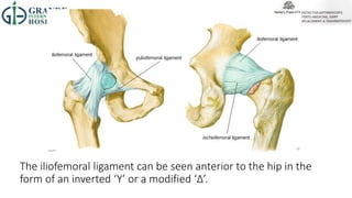 Hip - Anatomy and Biomechanics | PPTX