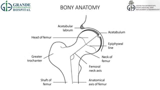 Hip - Anatomy and Biomechanics | PPTX