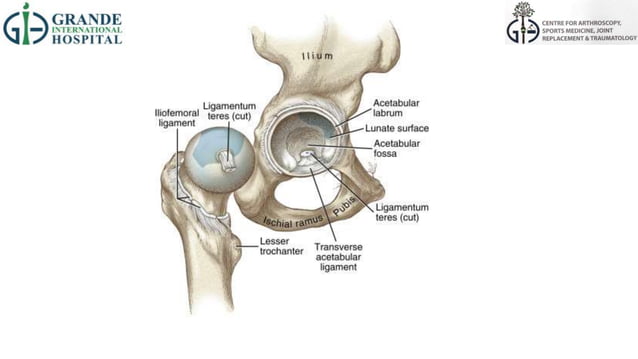 Hip - Anatomy and Biomechanics | PPTX