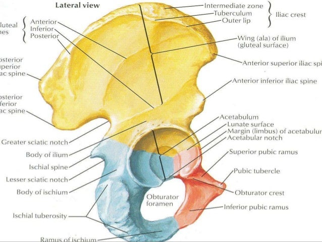 Surgical Approaches to Hip Joint