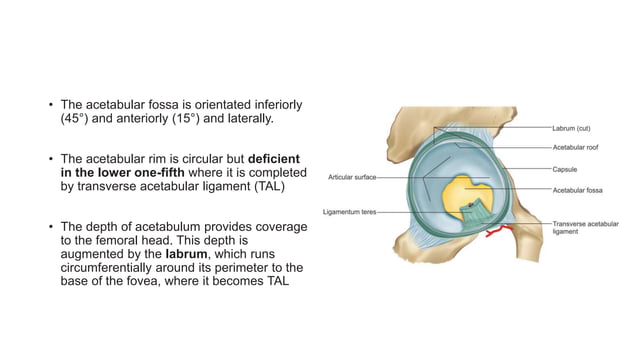Surgical approaches to Hip.pptx