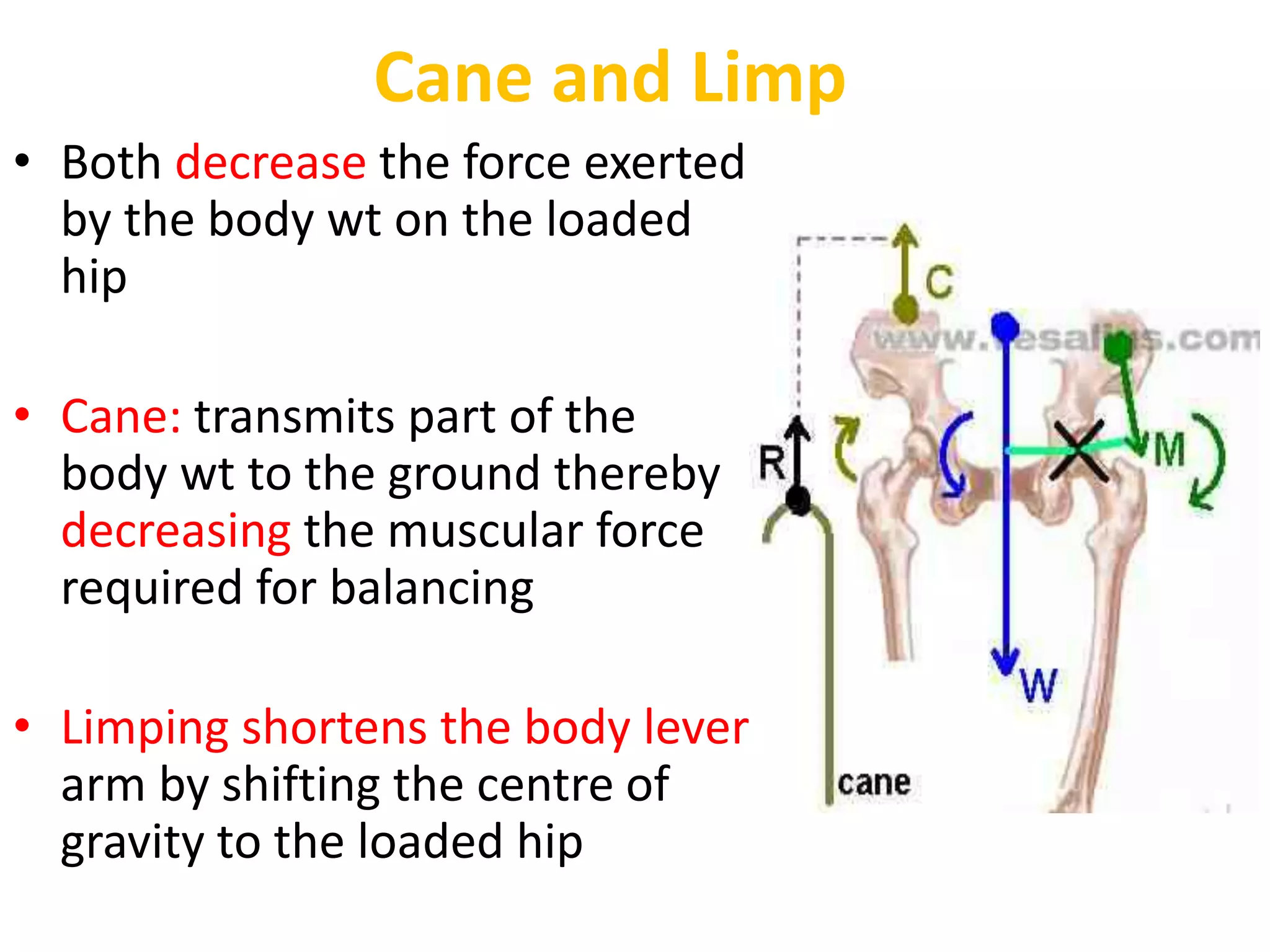 Hip biomechanics | PPTX