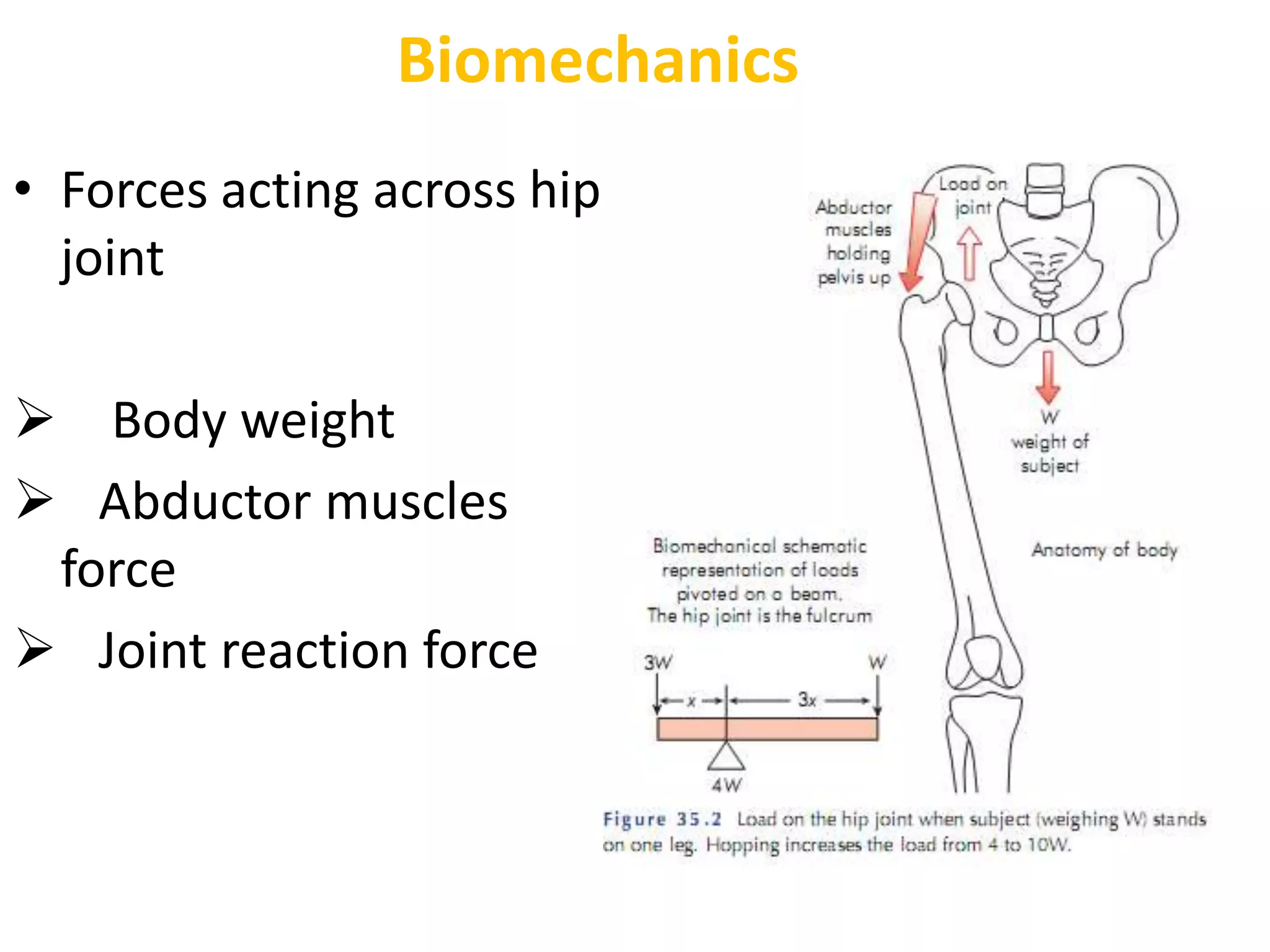 Hip biomechanics | PPTX
