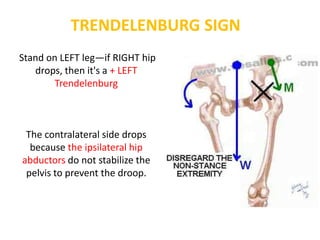 Hip biomechanics | PPT
