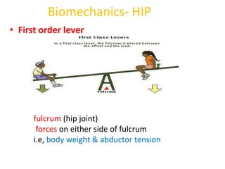 Hip biomechanics | PPTX