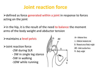 Hip Biomechanics