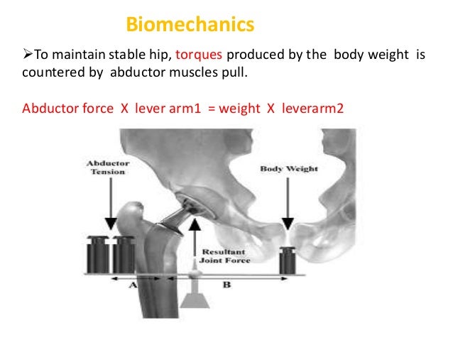 What Is A Moment Arm Biomechanics