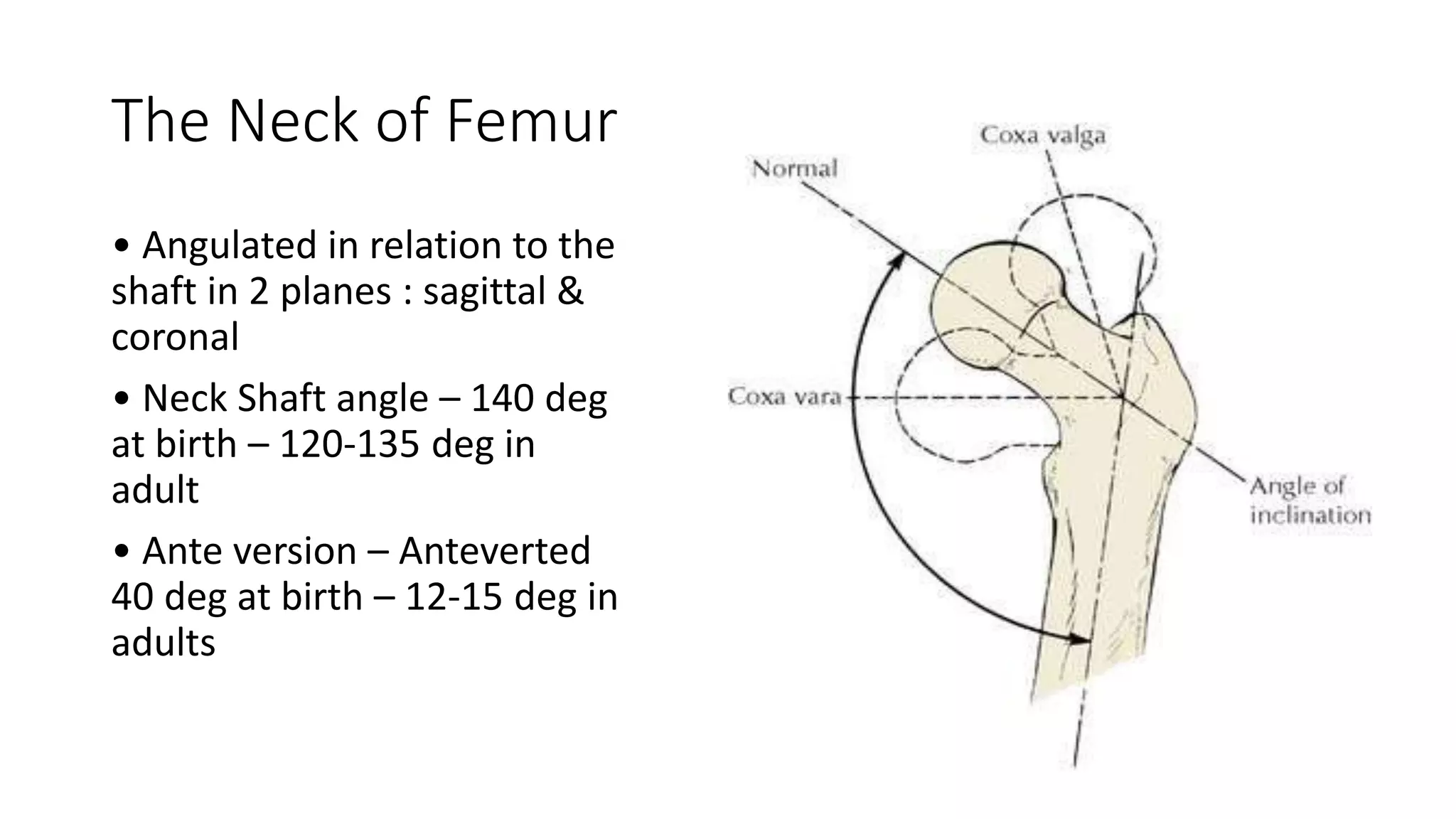 Hip biomechanics | PPTX