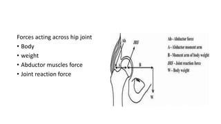 Hip biomechanics | PPT
