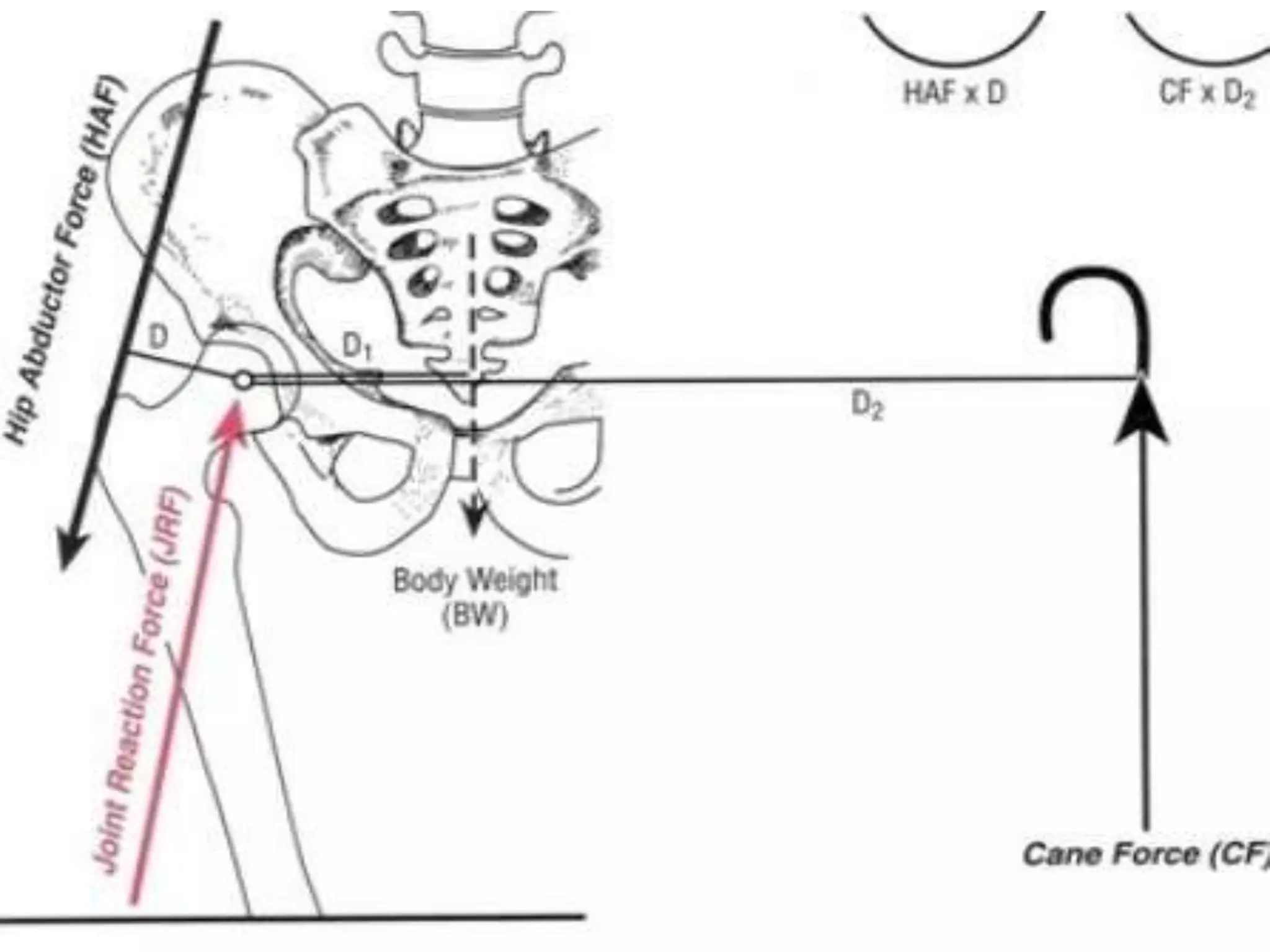 Hip biomechanics | PPT