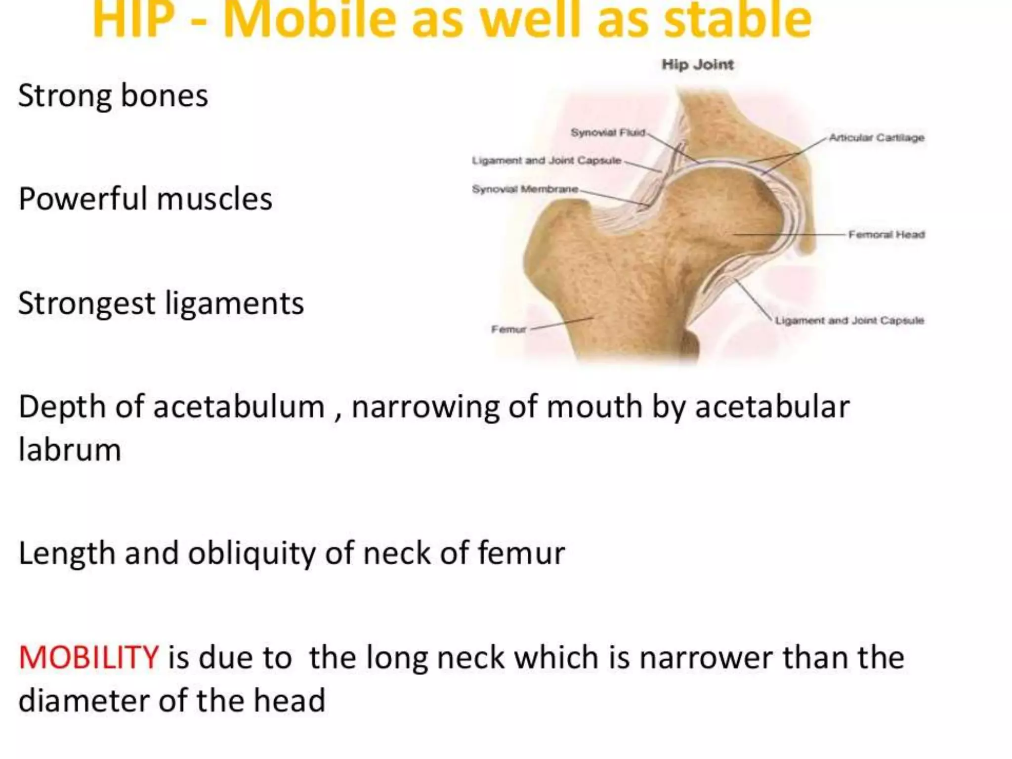 Hip biomechanics | PPT
