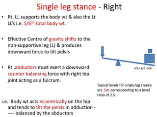 Hip biomechanics | PPTX