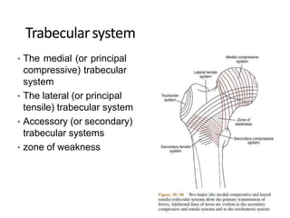 Hip biomechanics | PPT