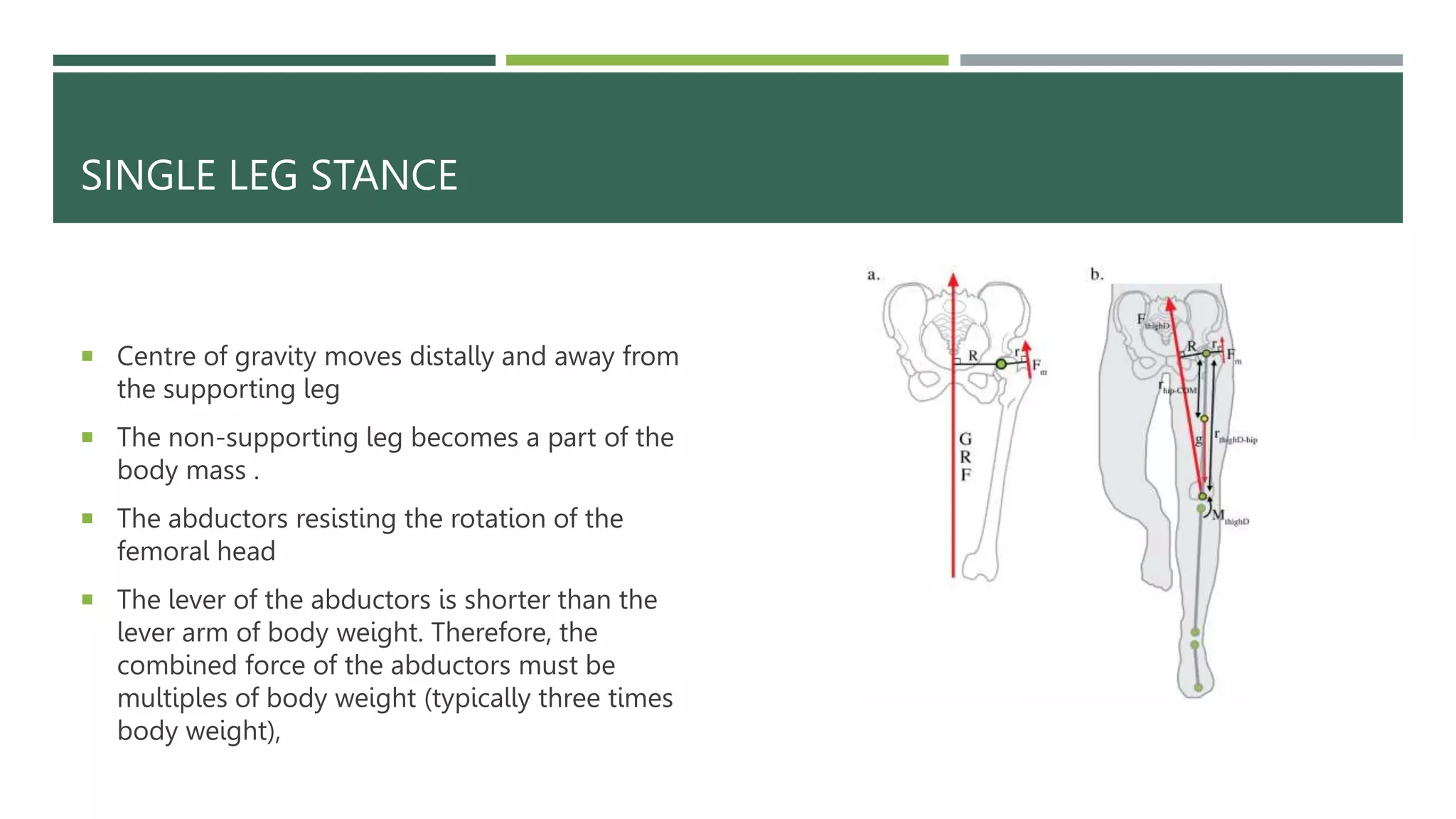 Hip Biomechanics.pptx