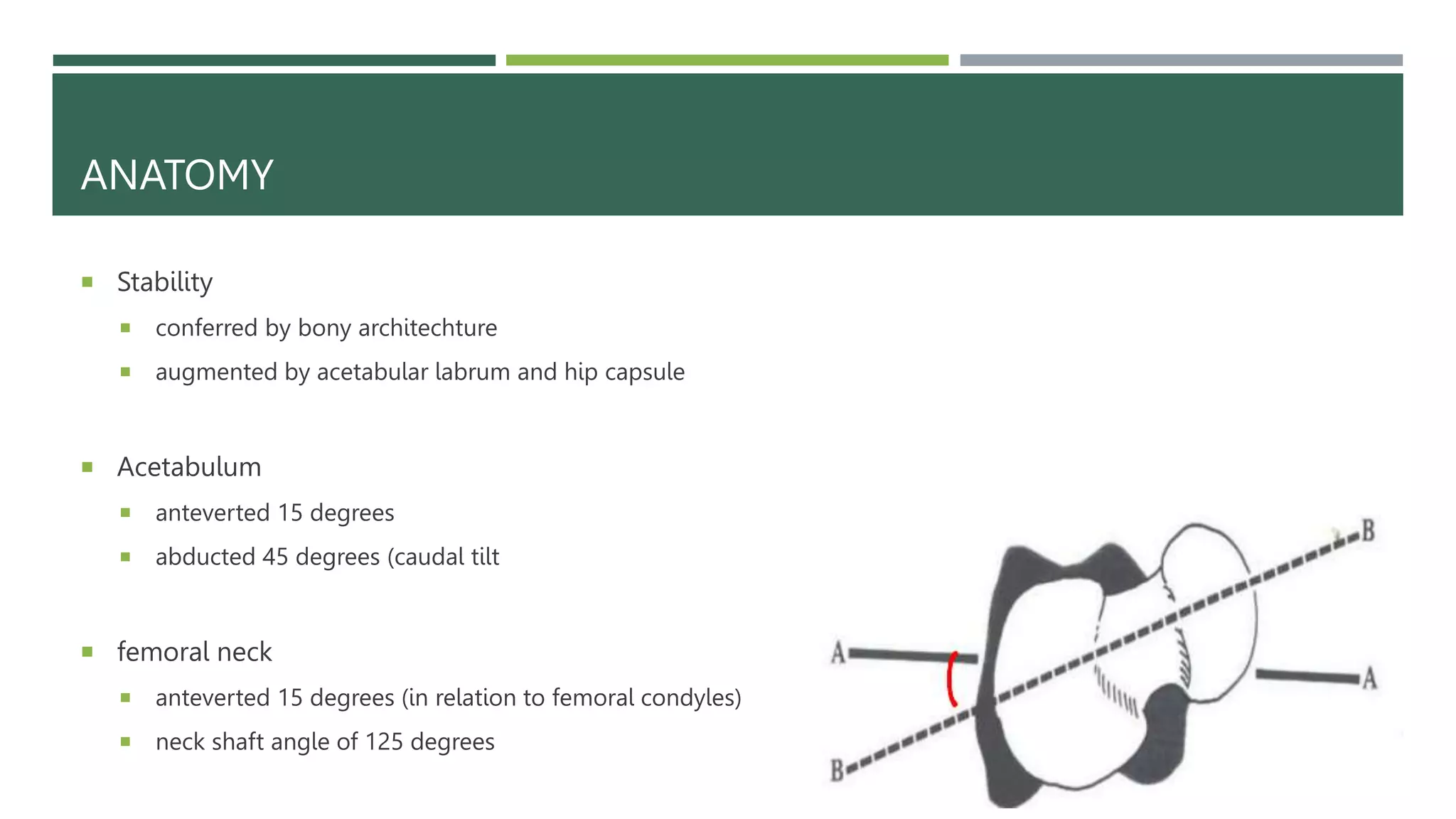 Hip Biomechanics.pptx