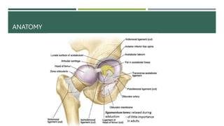 Hip Biomechanics.pptx