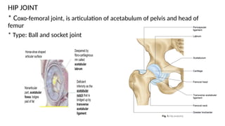 Hip joint anatomy and biomechanics of hip joint | PPTX