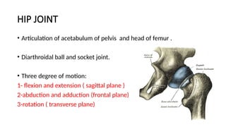 Biomechanics of the Hip - Basic Science.pptx