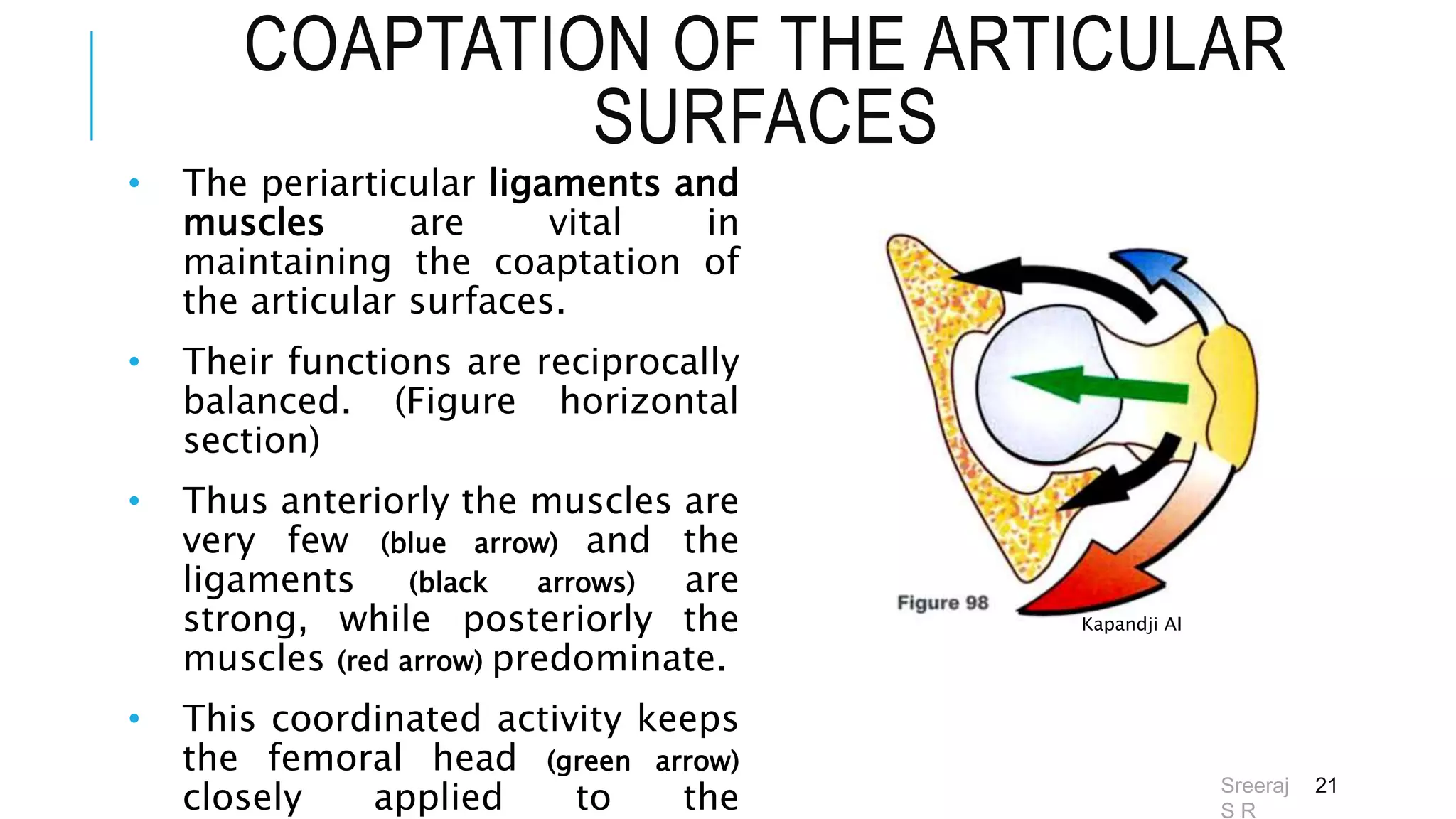 Hip Biomechanics SRS | PPT