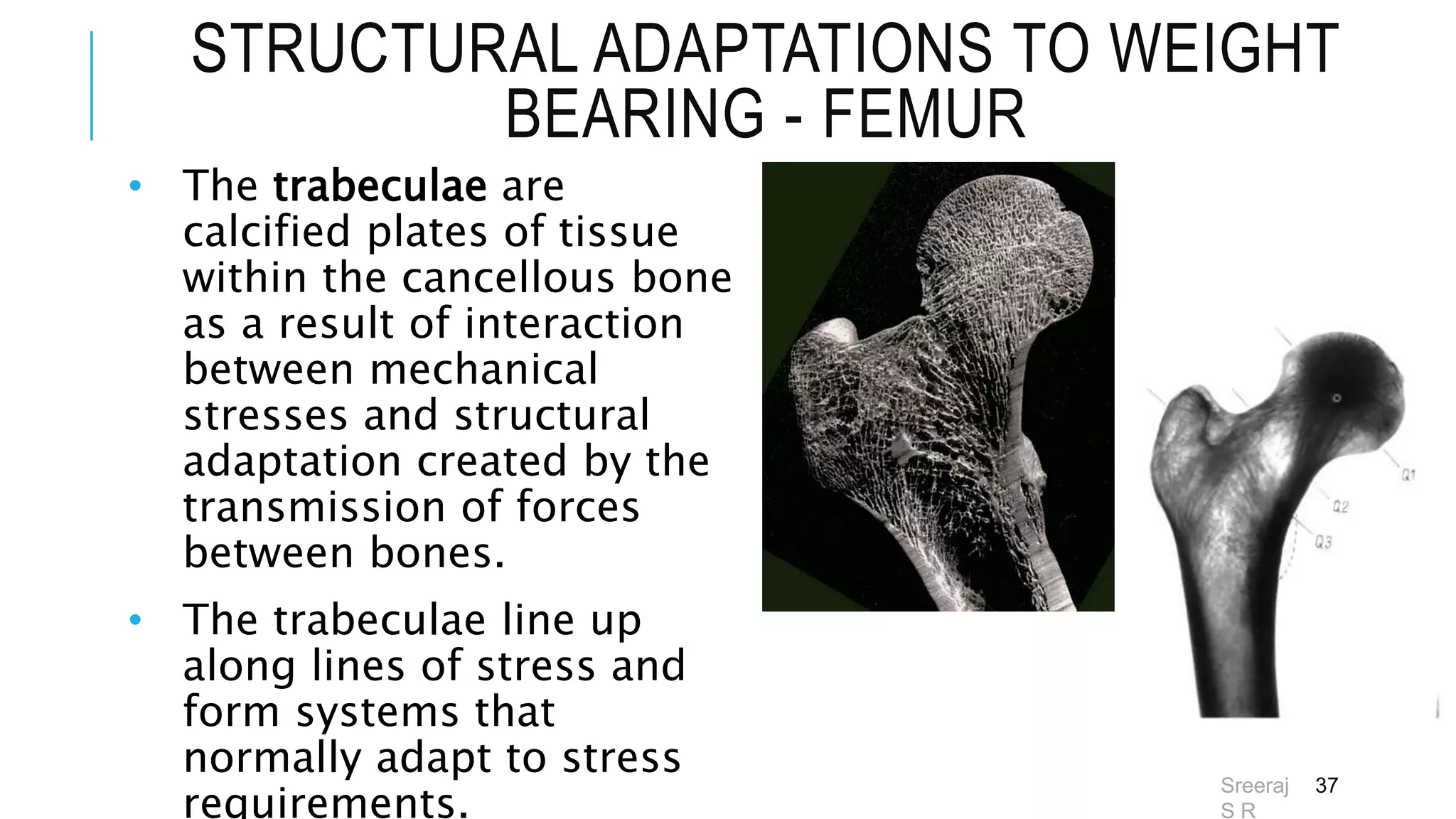 Hip Biomechanics SRS | PPT