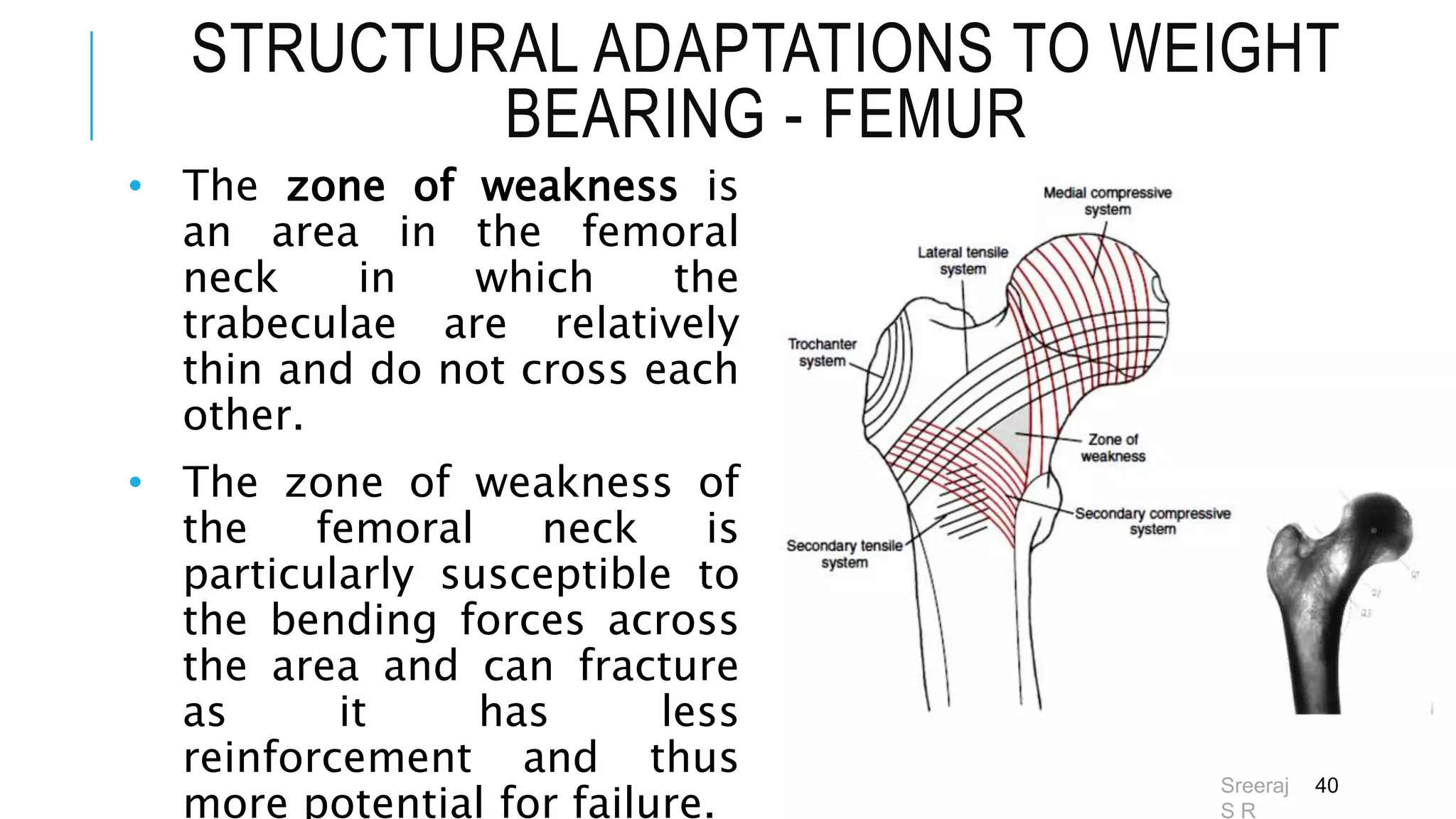Hip Biomechanics SRS | PPT