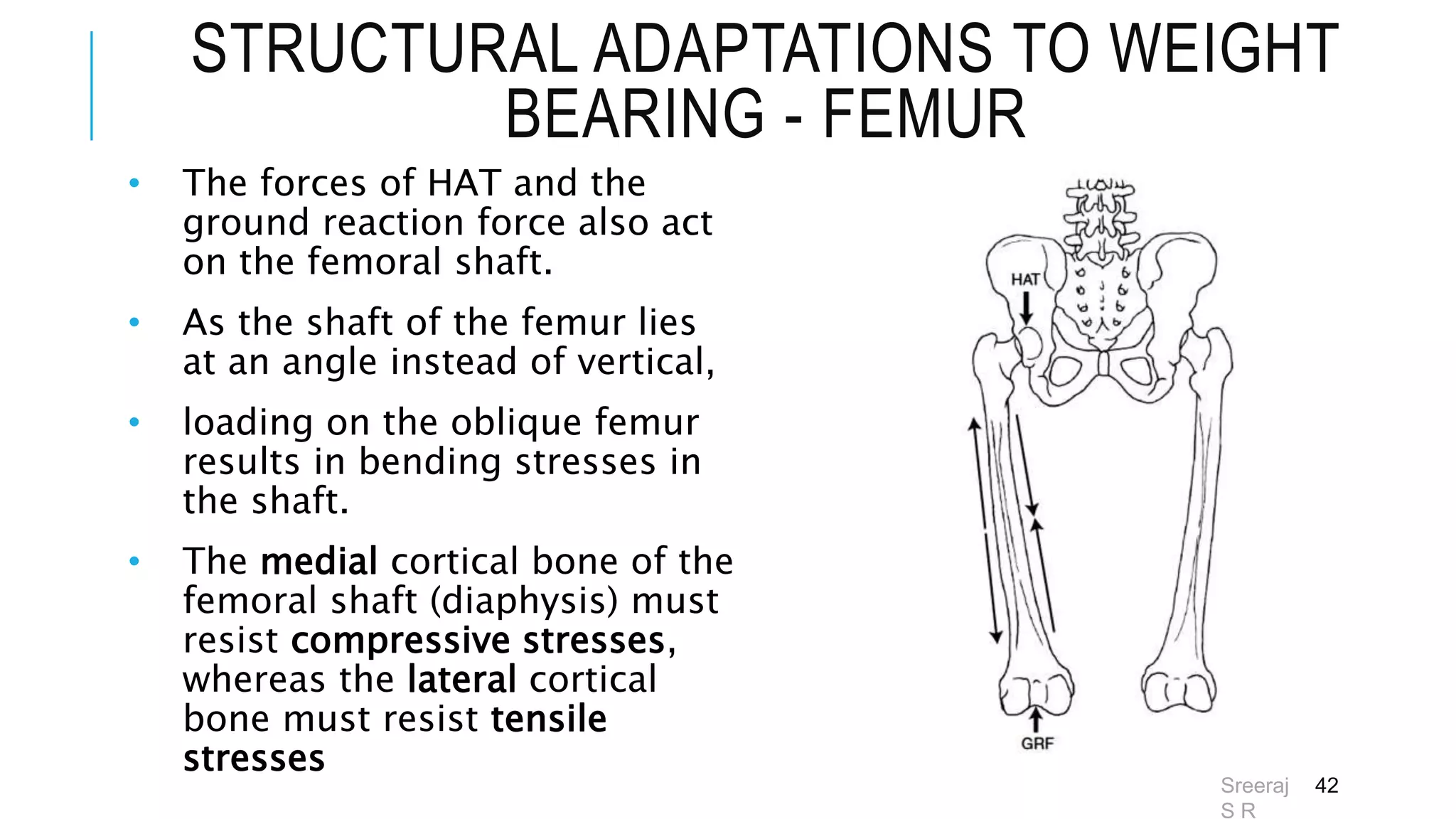 Hip Biomechanics SRS | PPT