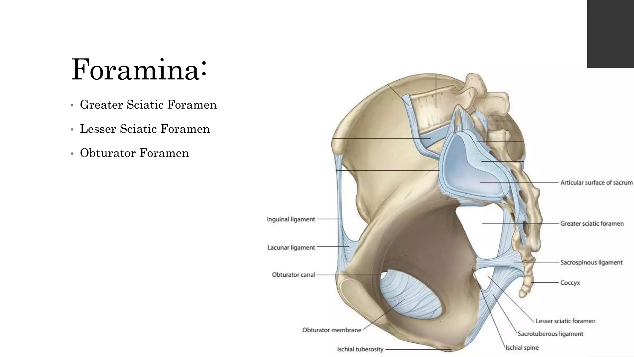 Hip bone (Gross Anatomy) | PPTX