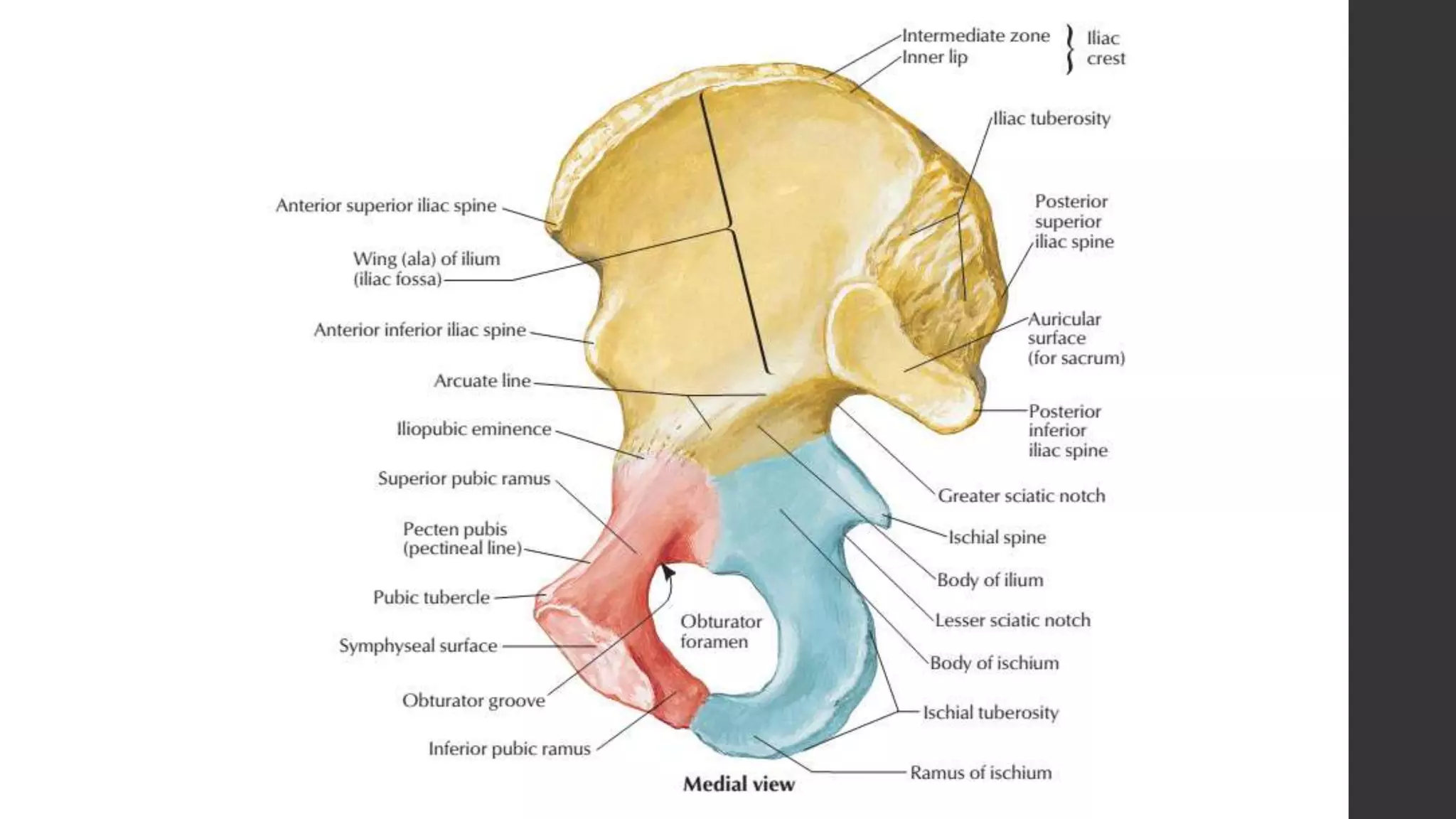 Hip bone (Gross Anatomy) | PPTX