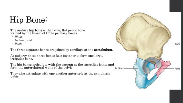 Hip bone (Gross Anatomy) | PPTX | Death, Injury, or Military Conflict ...