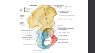 Hip bone (Gross Anatomy) | PPTX