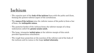 Hip bone (Gross Anatomy) | PPTX
