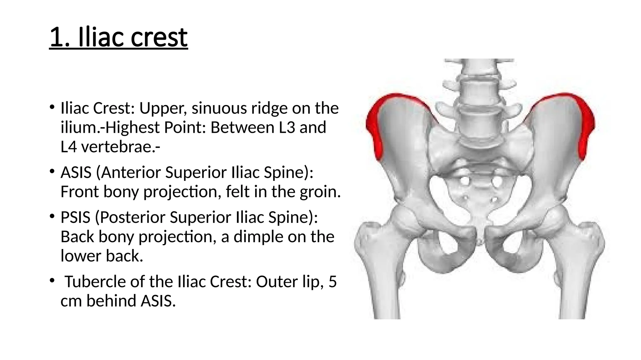 Hip bone anatomy presentation by Dr Ila kinra | PPTX