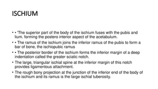 Hip bone anatomy presentation by Dr Ila kinra | PPTX