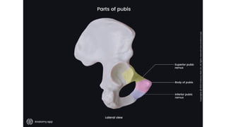 Hip bone anatomy presentation by Dr Ila kinra | PPTX