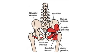 Hip bone anatomy presentation by Dr Ila kinra | PPTX