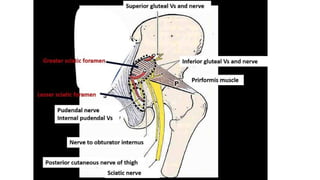 Hip bone anatomy presentation by Dr Ila kinra | PPTX