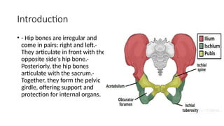 Hip bone anatomy presentation by Dr Ila kinra | PPTX