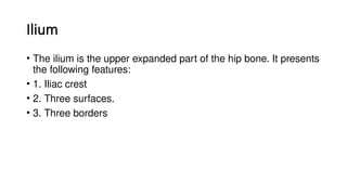 Hip bone anatomy presentation by Dr Ila kinra | PPTX