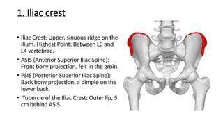 Hip bone anatomy presentation by Dr Ila kinra | PPTX