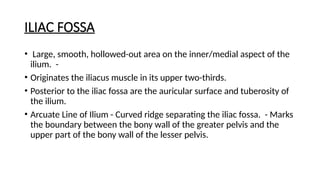 Hip bone anatomy presentation by Dr Ila kinra | PPTX