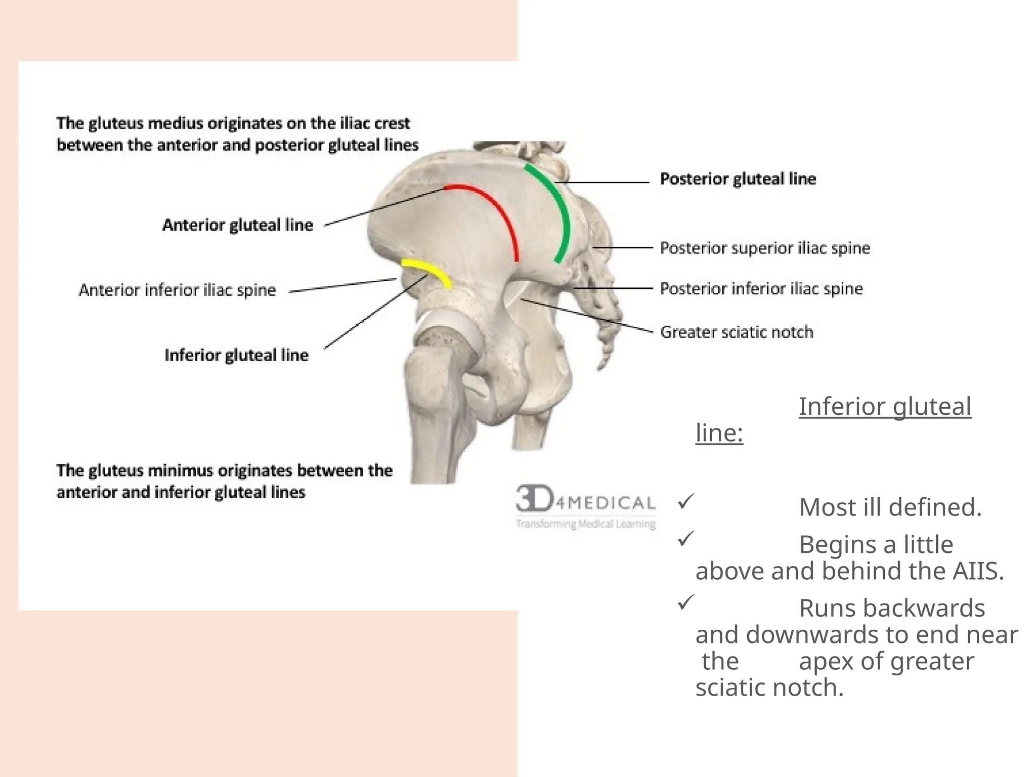 Hip Bone (ilium) Osteology only No attachments | PPTX