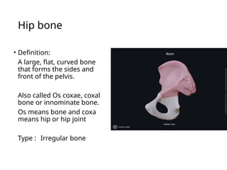 Hip Bone (ilium) Osteology only No attachments | PPTX