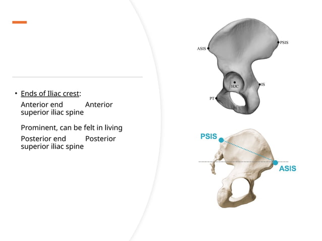 Hip Bone (ilium) Osteology only No attachments | PPTX