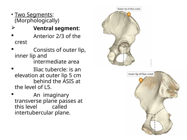 Hip Bone (ilium) Osteology only No attachments | PPTX