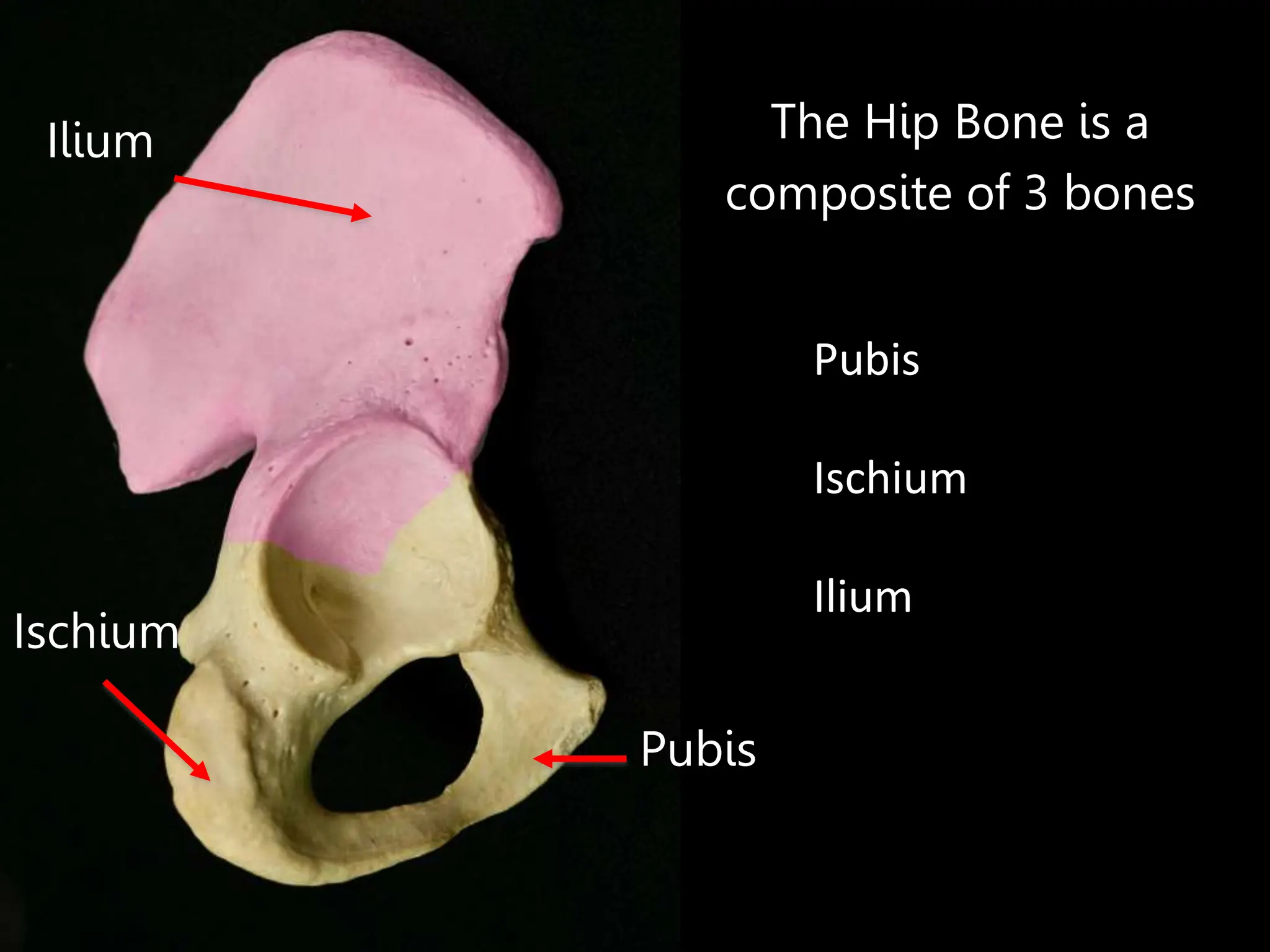 HipBone - ilium 123212334455275426773.pptx