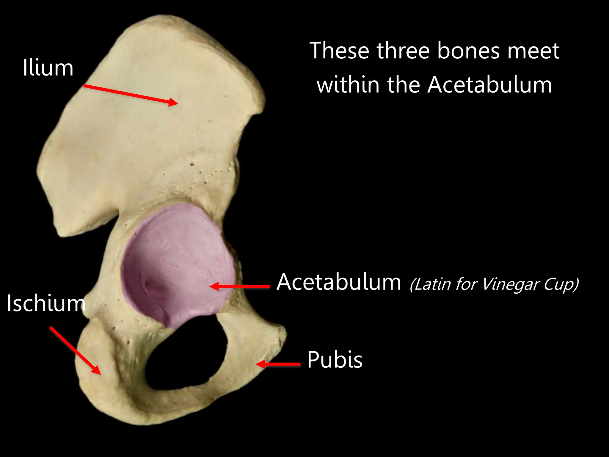 HipBone - ilium 123212334455275426773.pptx