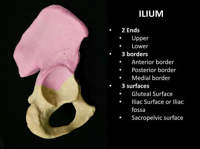 HipBone - ilium 123212334455275426773.pptx