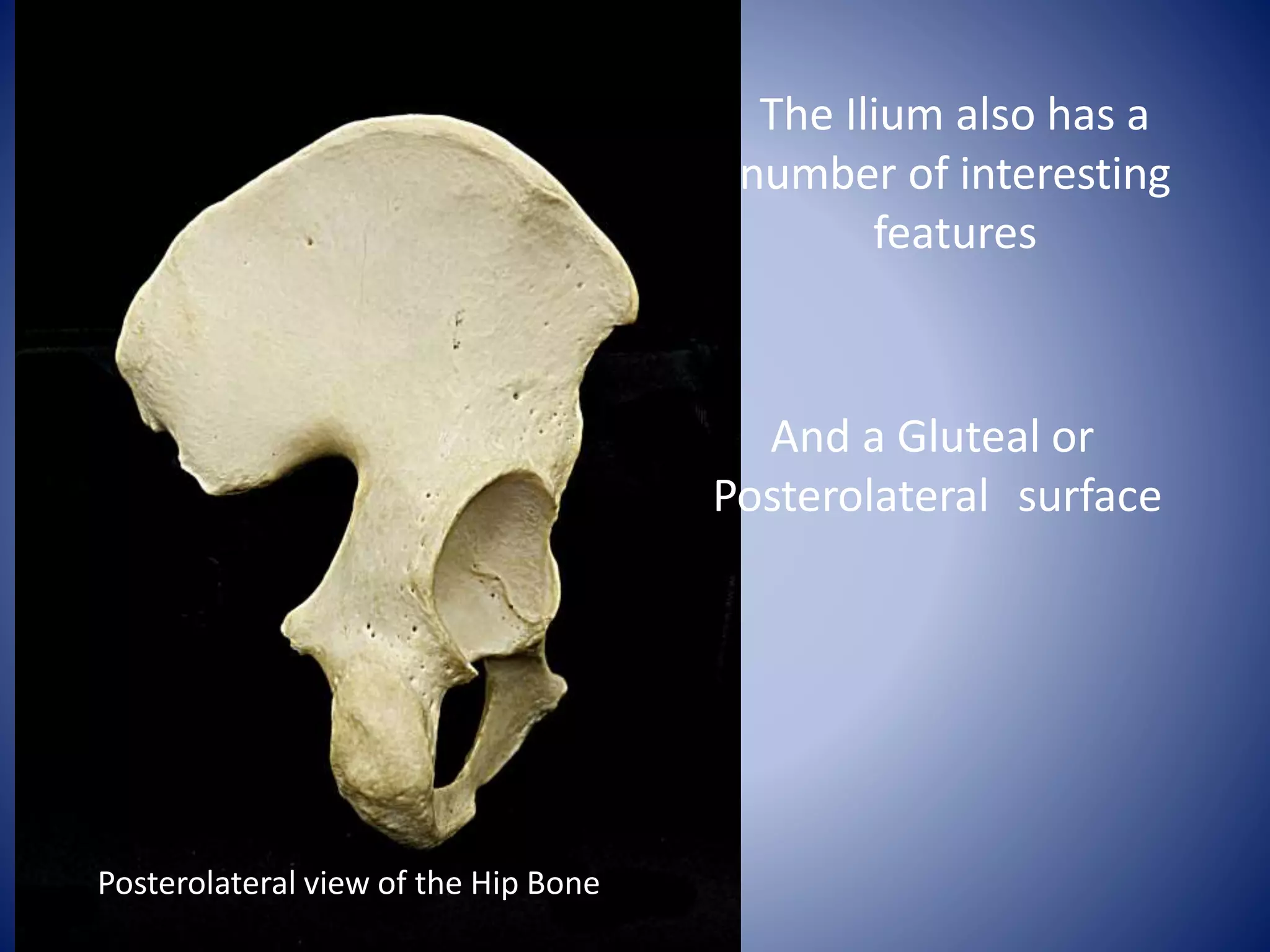 Hip bone part 1 | PPTX